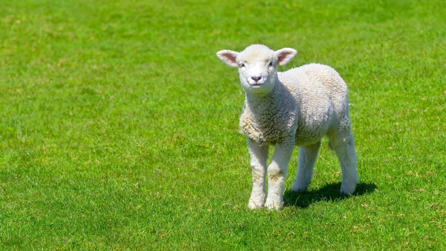 The Basics - Sarah Bowling